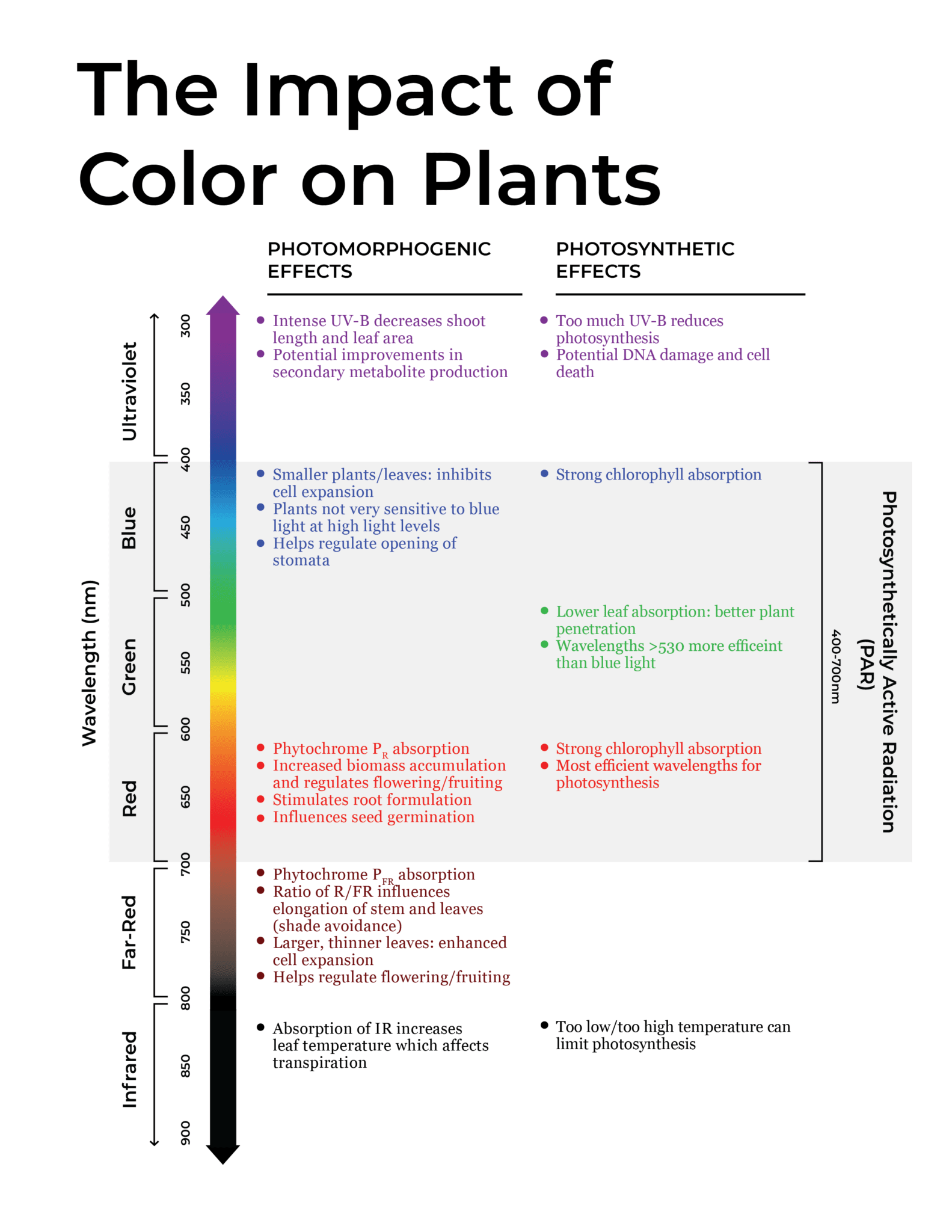 Unlock Plant Growth Secrets: Light Absorption | UbiGro