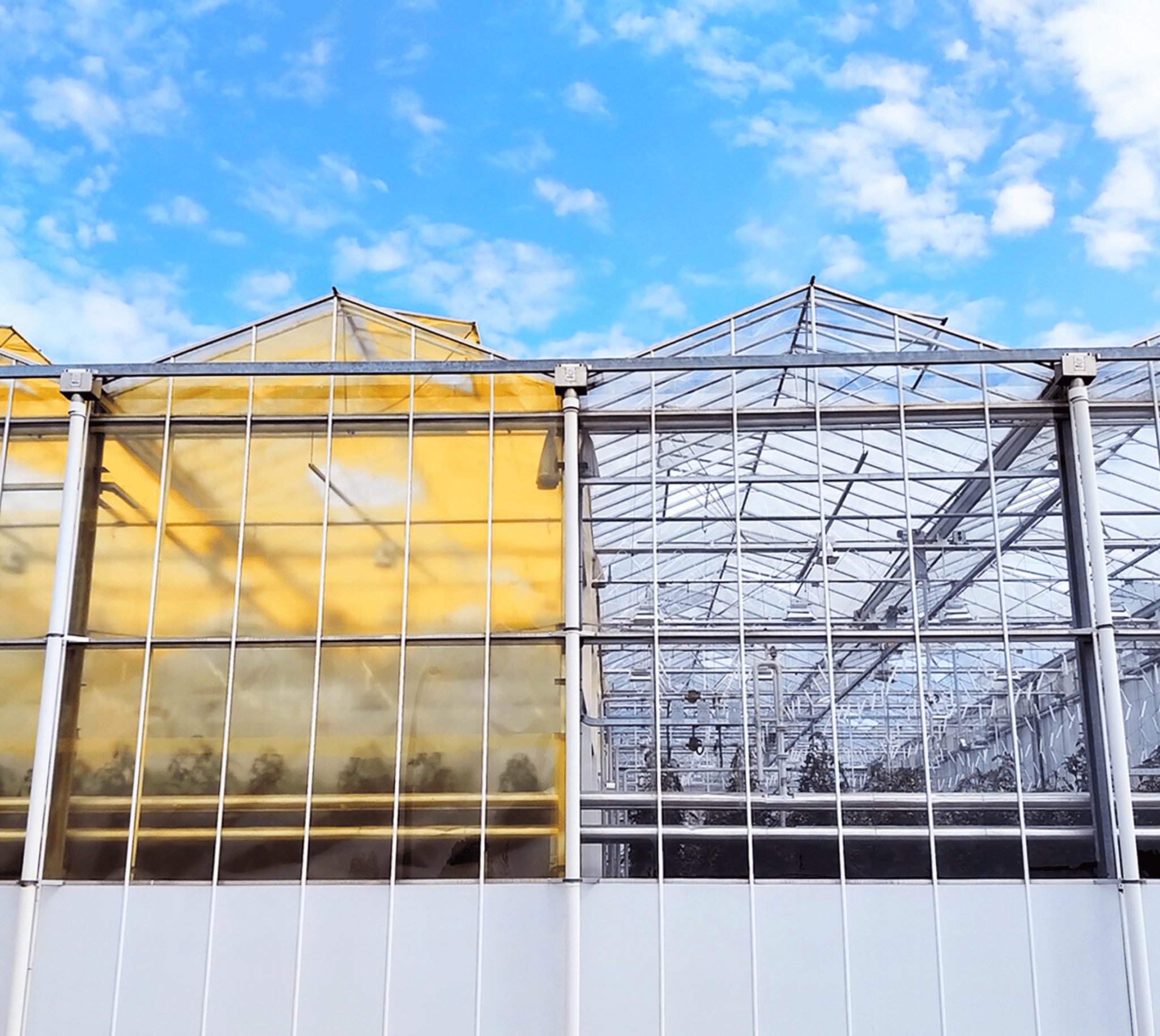 Explore 6 Types of Greenhouse Poly Film Coverings | UbiGro