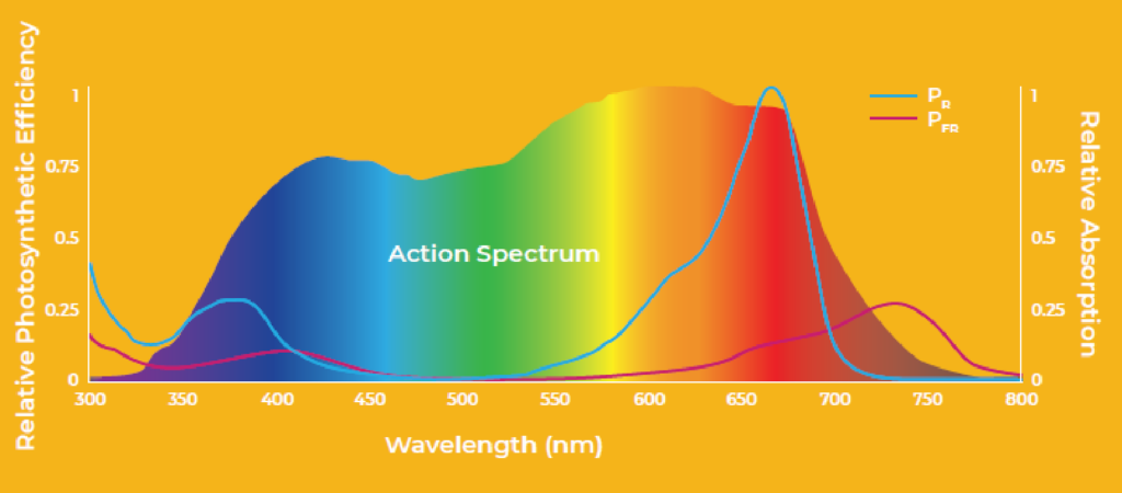 Light Interaction With Plants: Reflection, Emission and Absorption ...